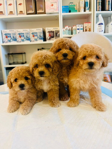 Poodle Puppies – Furry Babies Animals Trading