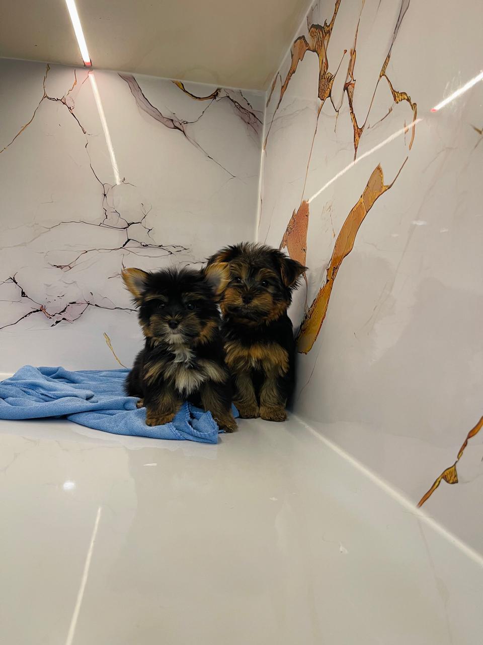 Yorkshire Female Puppies – Furry Babies Animals Trading