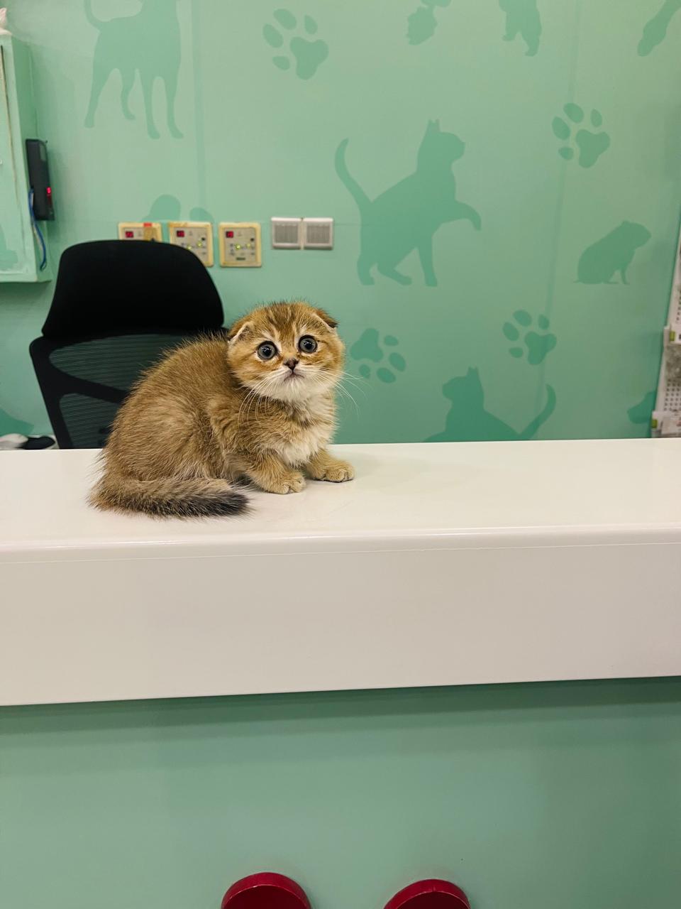 Scottish Gold Golden Chinchilla Male Kitten – Furry Babies Animals Trading