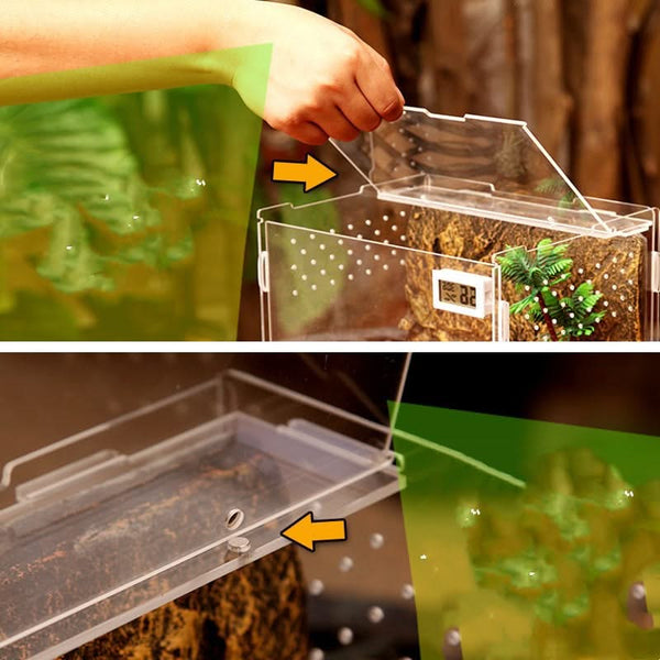 Reptiles Transparent Box – Furry Babies Animals Trading