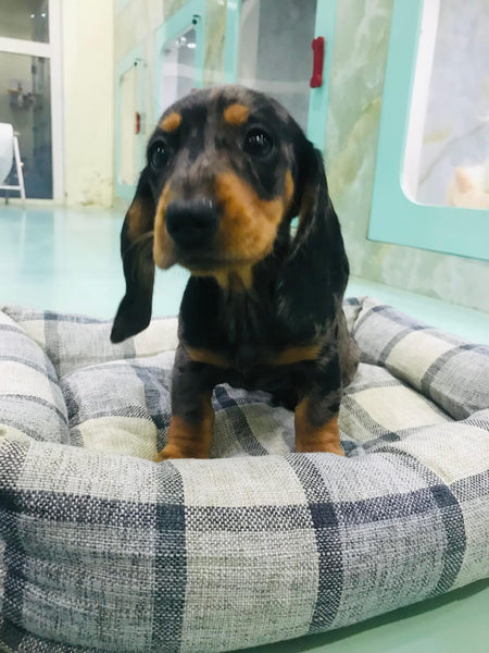 Merle Dachshund Female Puppy – Furry Babies Animals Trading