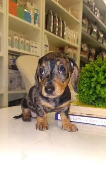 Merle Miniature Dachshund Female Puppy – Furry Babies Animals Trading