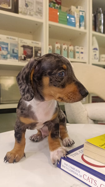Merle Miniature Dachshund Male Puppy – Furry Babies Animals Trading