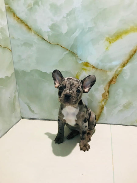 Merle French Bull Dog Male – Furry Babies Animals Trading