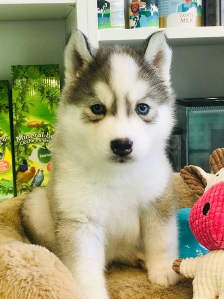 Husky Puppy – Furry Babies Animals Trading
