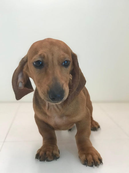 Merle Dachshund Female Puppy – Furry Babies Animals Trading