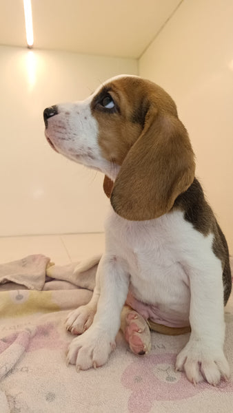 Beagle Puppy – Furry Babies Animals Trading