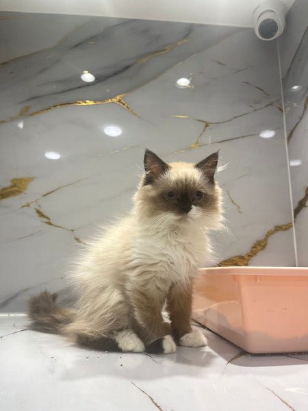 Ragdoll Kitten – Furry Babies Animals Trading
