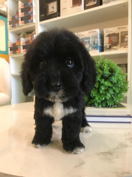 Cocapoo Puppy – Furry Babies Animals Trading