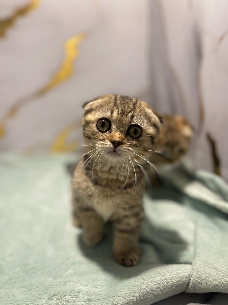 Munchkin Kitten – Furry Babies Animals Trading