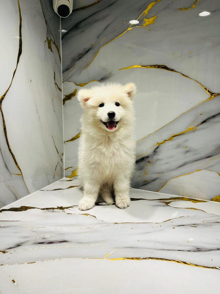 Samoyed Female Puppy – Furry Babies Animals Trading