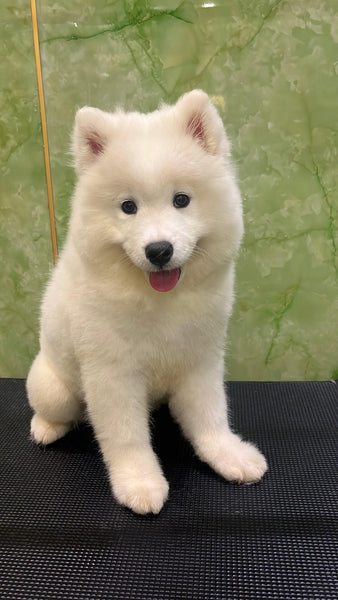 Samoyed Puppy – Furry Babies Animals Trading