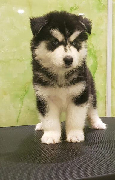 Husky Puppies – Furry Babies Animals Trading