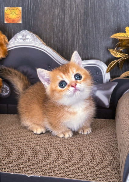 Munchkin Kitten Golden Chin – Furry Babies Animals Trading