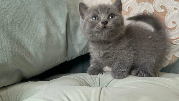 Munchkin Kitten – Furry Babies Animals Trading