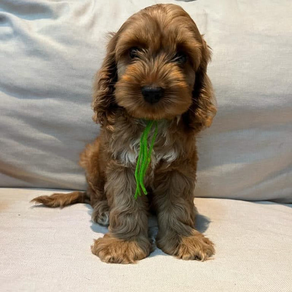 Cocapoo Puppy – Furry Babies Animals Trading