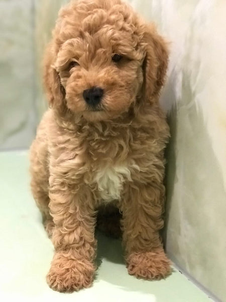 F1 Cavapoo Puppy – Furry Babies Animals Trading